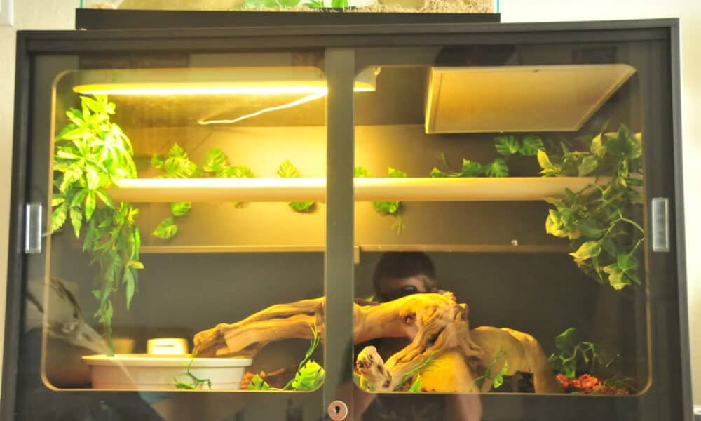 Setup A Snake Rack, Temp Gun, Radiant Heat Panels, Reptile Heat Lamp ...