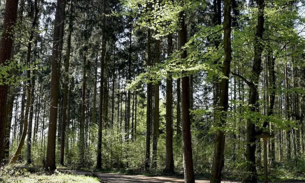 How To Choose A Forestry Cutter