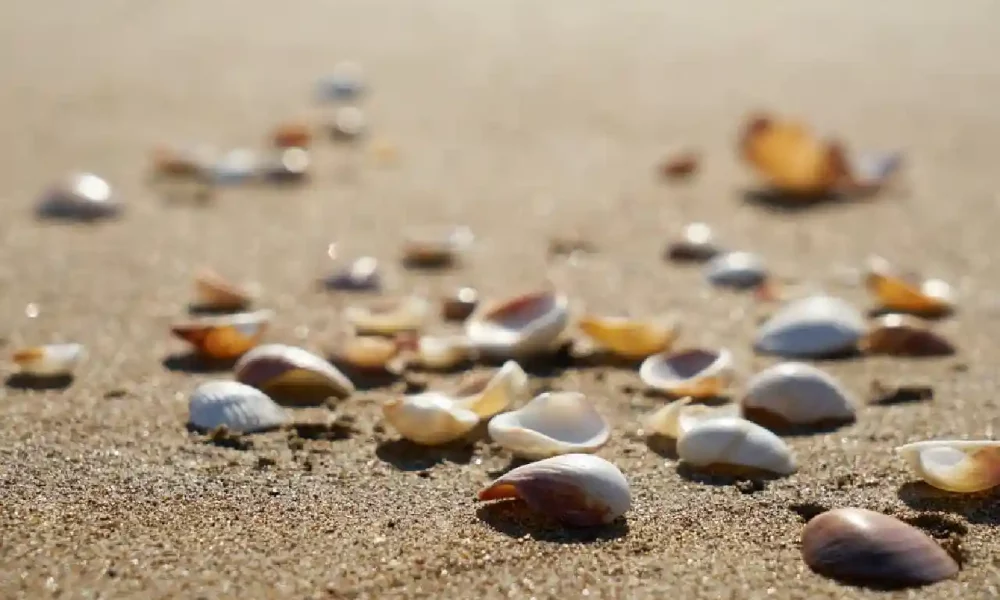 4 Fun Oyster Shell Crafts For Kids To Make And Play With